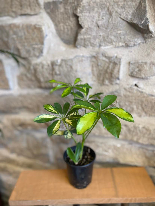 4" Variegated Schefflera Arboricola (Dwarf Umbrella Tree) – Wild Little ...