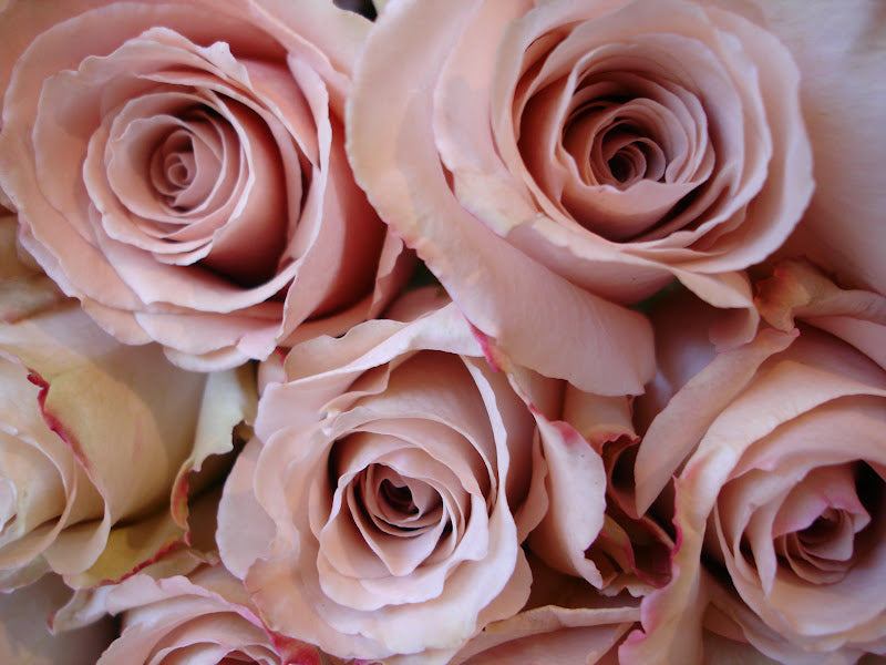 DSC04917_1200x1200.jpg?v=1616497985